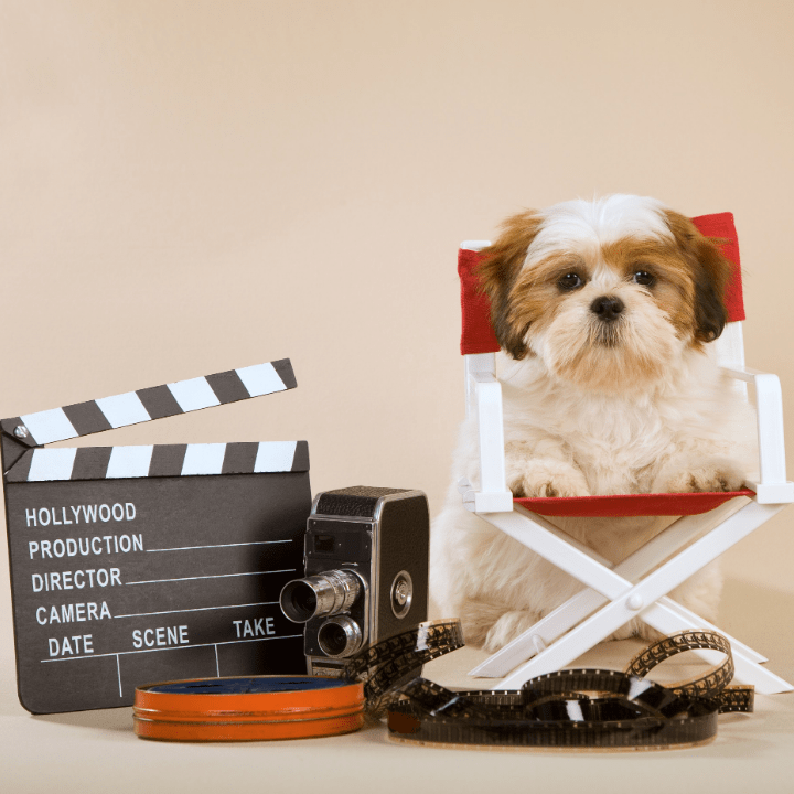 Popular Movie Dog Breeds and How to Groom Them - Sniffin' Around