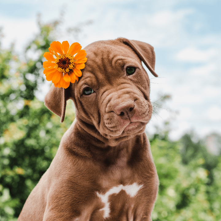 Prepare Your Dog for Spring with These 6 Tips! - Sniffin' Around