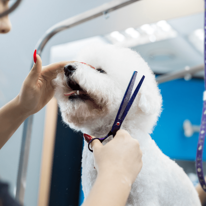 Dog Haircuts 101: Breaking Down the Basics - Sniffin' Around