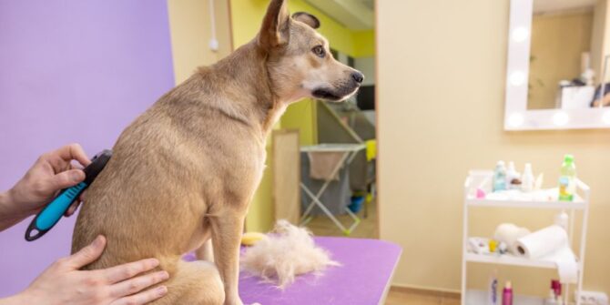 How Long Does It Take to Become a Dog Groomer? - Sniffin' Around