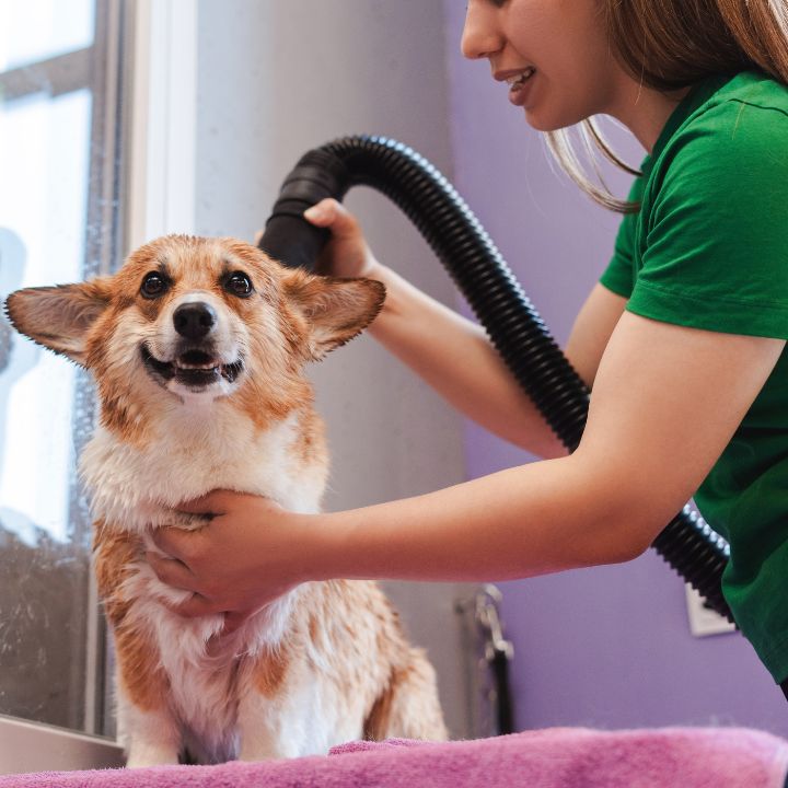 How Long Does It Take to Become a Dog Groomer? - Sniffin' Around
