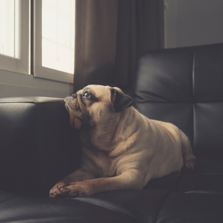 3 Signs You’re Burning Out as a Professional Dog Groomer (and What to ...