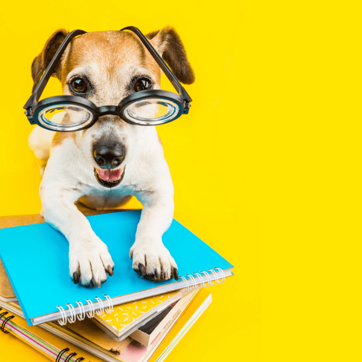 The Ultimate Dog Grooming Quiz: How Much Do You TRULY Know? - Sniffin ...