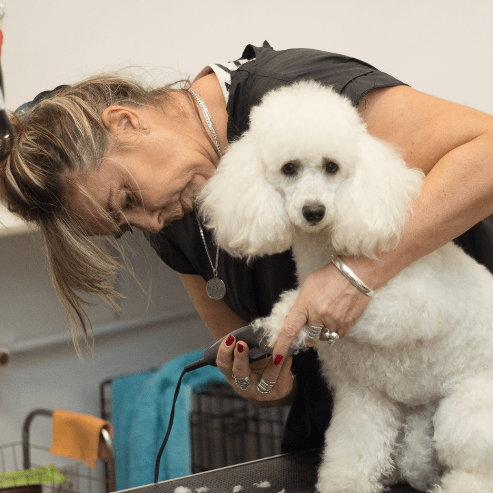 4 Awesome Dog Grooming Package Ideas - Sniffin' Around