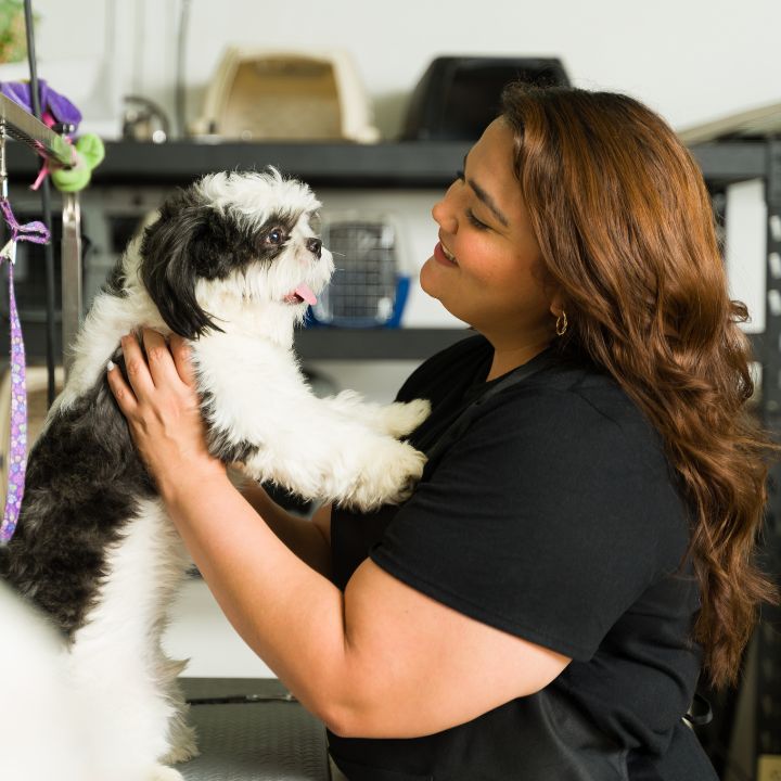 4 Awesome Dog Grooming Package Ideas - Sniffin' Around