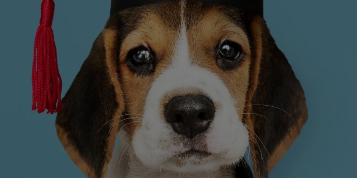 How Much Does Dog Grooming School Cost QC Pet Studies
