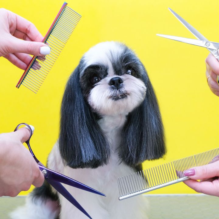 How to Run a Thriving Dog Grooming Business After COVID! - Sniffin' Around
