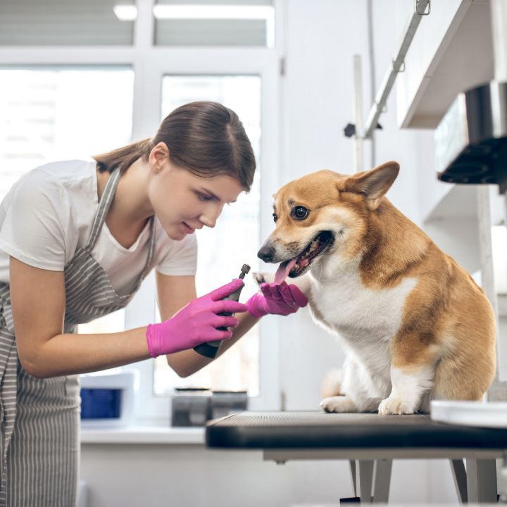 3 Tips for Becoming a Dog Groomer in 2021 - Sniffin' Around
