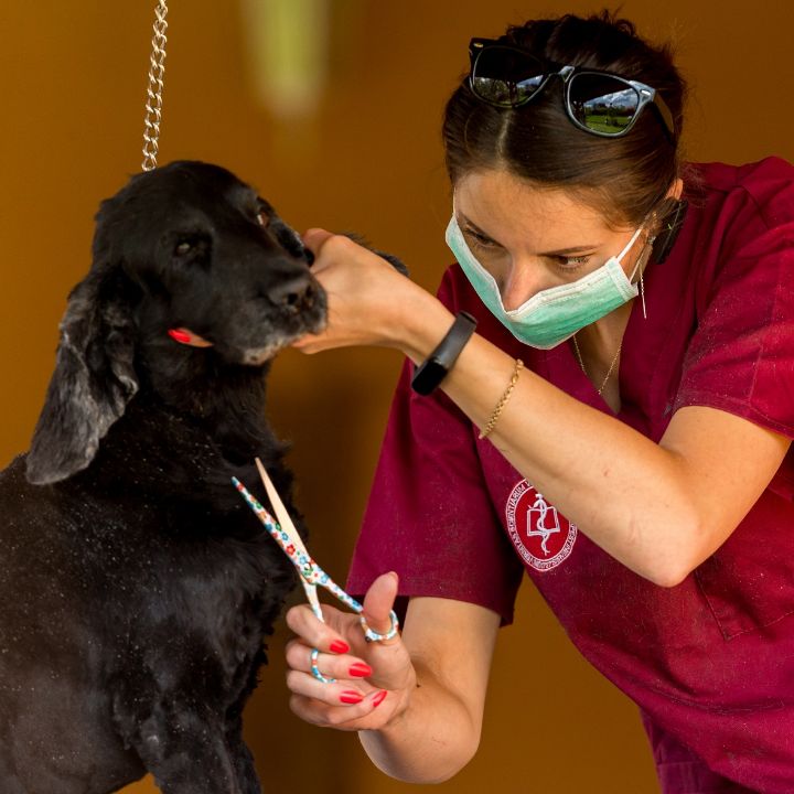 The Best Dog Grooming Tools Every Groomer Needs - Sniffin' Around