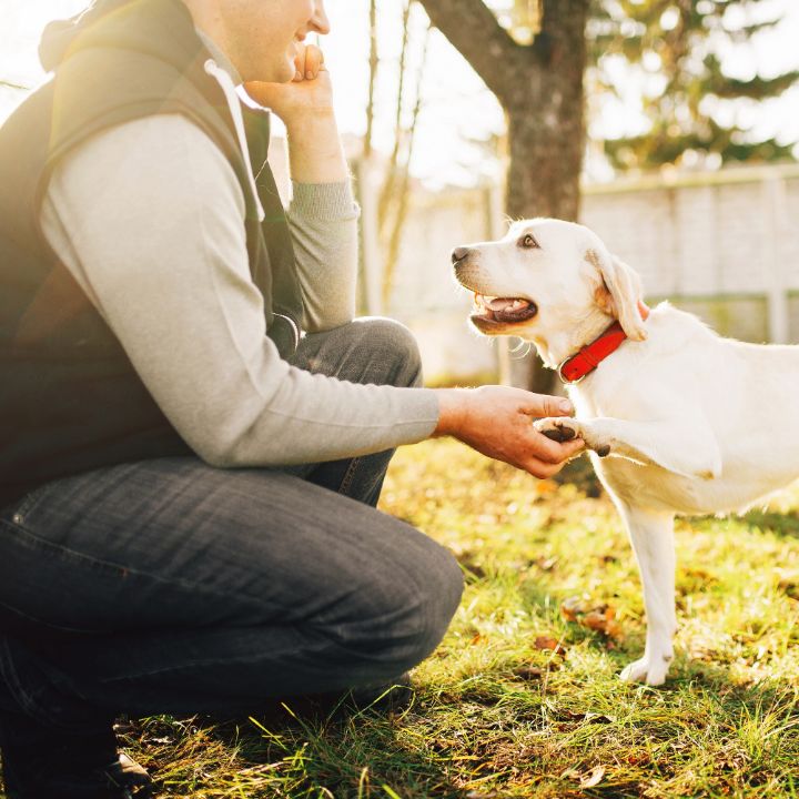 How to Get Clients as a Dog Trainer - Sniffin' Around