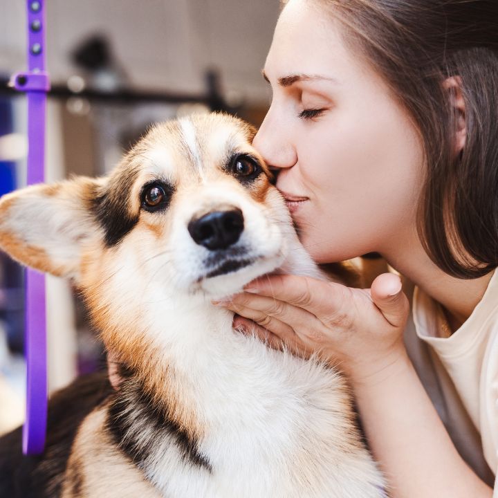 How To Prepare a Home Dog Grooming Set Up - Sniffin' Around