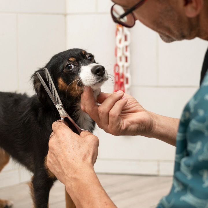 How To Choose The Right Dog Groomer in 5 Steps - Sniffin' Around