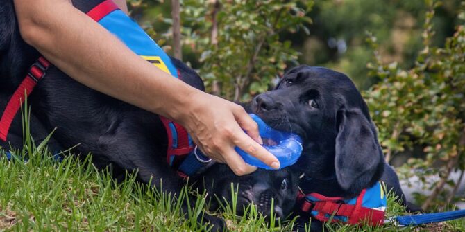 How To Boost Revenue For Your Dog Training Business - Sniffin' Around