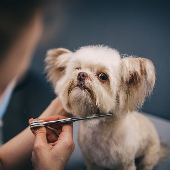 How To Brand Your Dog Grooming Business: 20 Tips For Success
