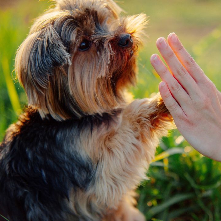 Debunking 25 Common Dog Training Myths - Sniffin' Around