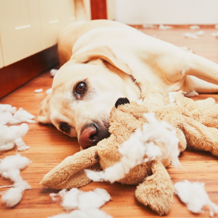 The 20 Biggest Dog Training Mistakes To Avoid - Sniffin' Around