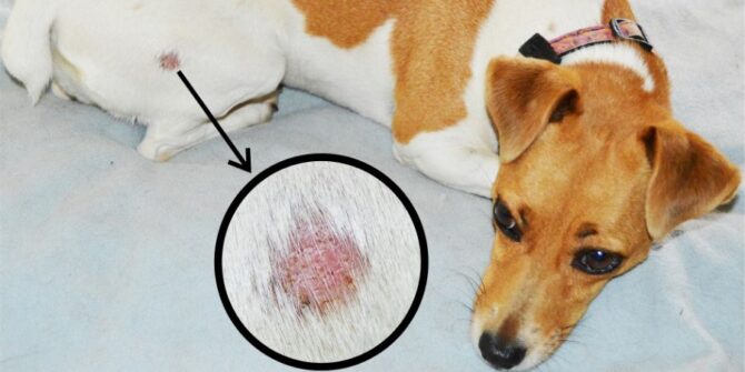 15 Common Skin Problems in Dogs and How To Handle Them