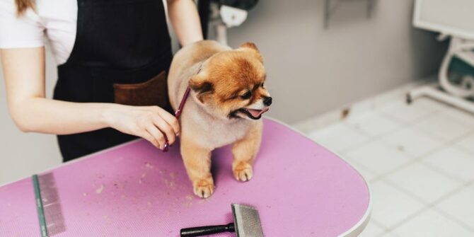 15 Common Skin Problems in Dogs and How To Handle Them