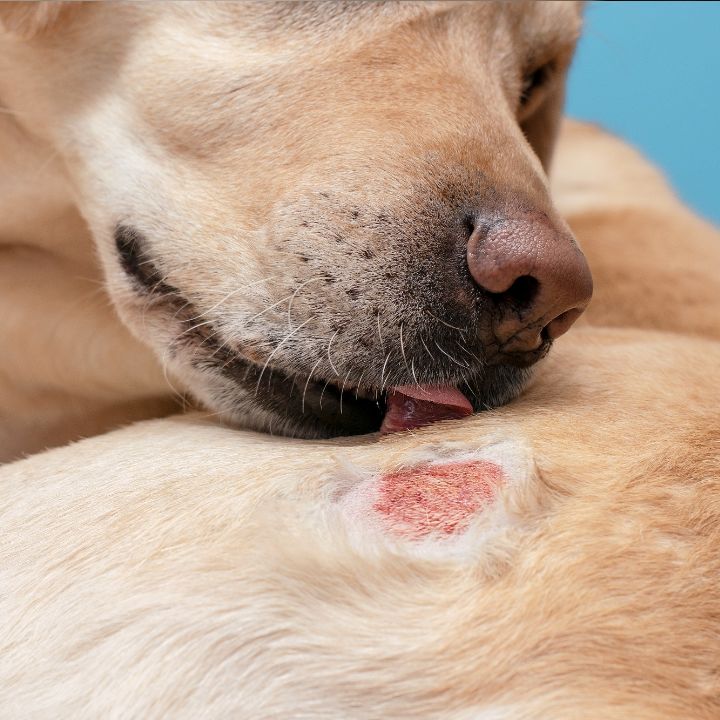 15 Common Skin Problems in Dogs and How To Handle Them