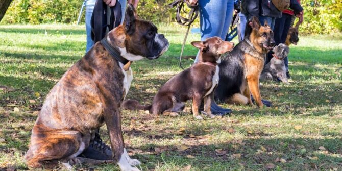 How to Design a Dog Training Lesson Plan - Sniffin' Around