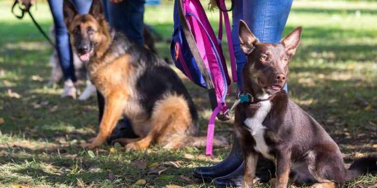 5 Dog Training Occupational Safety Hazards to Be Aware Of