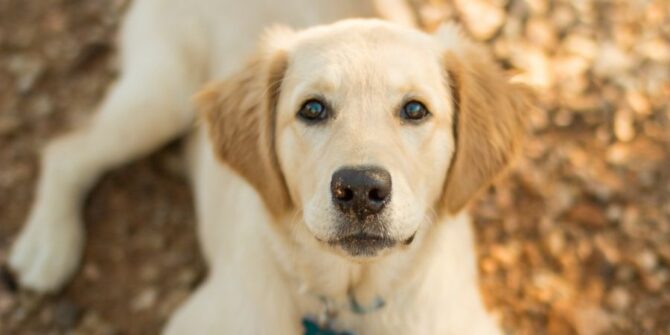5 Dog Training Occupational Safety Hazards to Be Aware Of