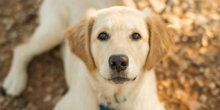 5 Dog Training Occupational Safety Hazards to Be Aware Of