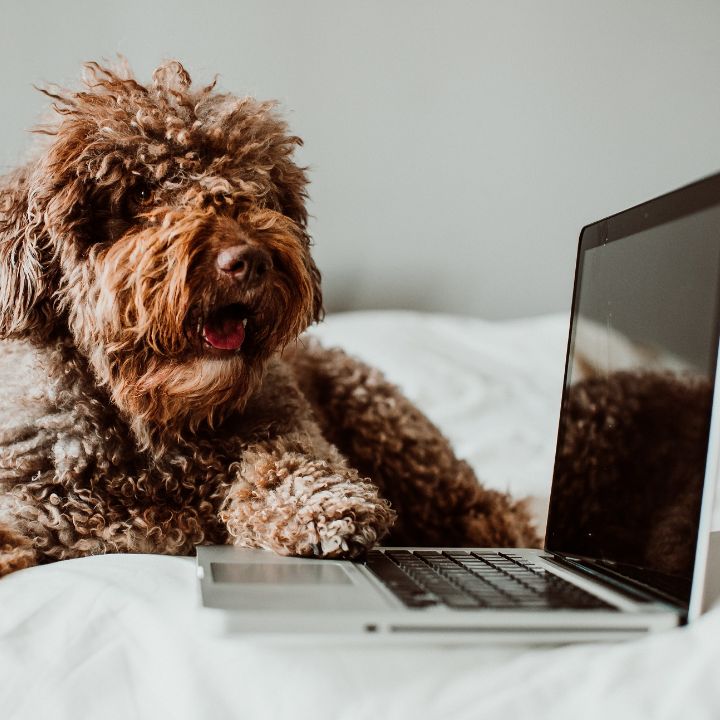 The QC Pet Studies MASTER LIST of Blog Resources - Sniffin' Around