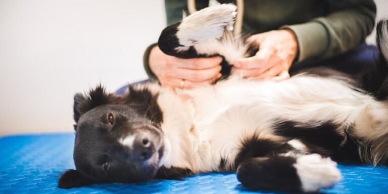 33 High-Paying Jobs Working with Dogs - Sniffin' Around