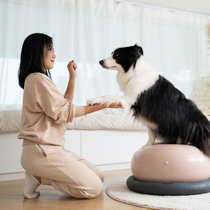 How to Become a Dog Trainer: Your Step-by-Step Guide