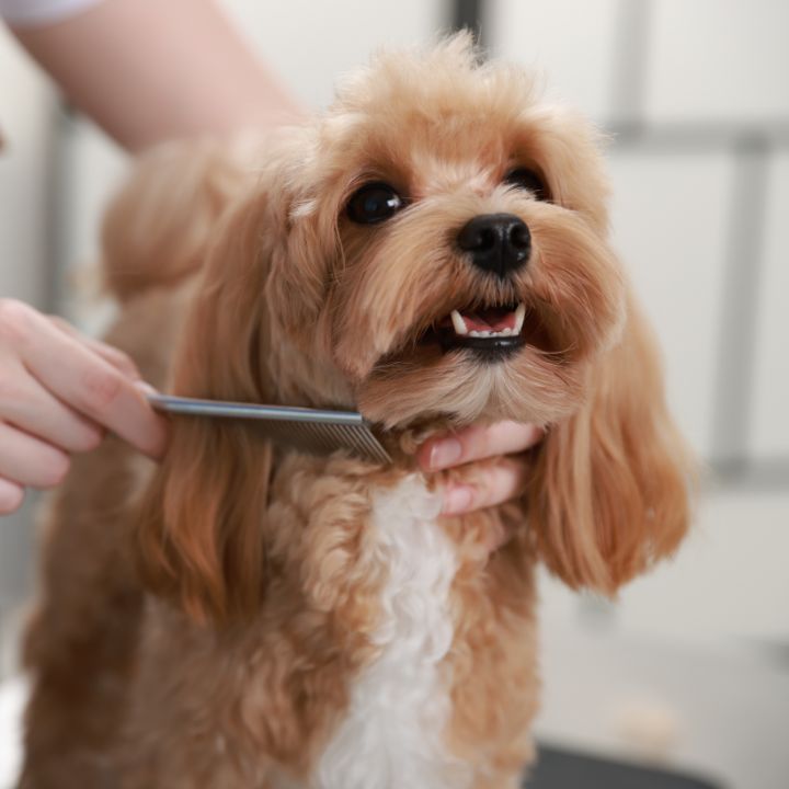 Dog Grooming Prices in 2025: Complete Cost Guide - Sniffin' Around