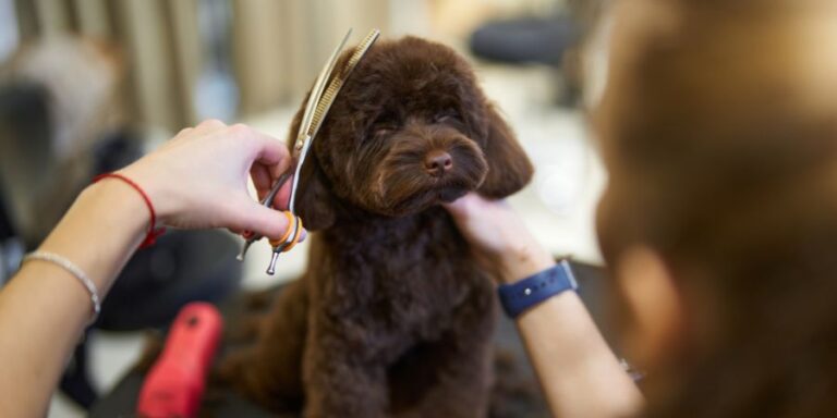 Dog Grooming Prices in 2025: Complete Cost Guide - Sniffin' Around