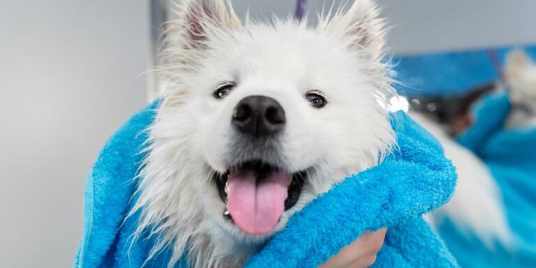 Dog Grooming Prices in 2025: Complete Cost Guide - Sniffin' Around