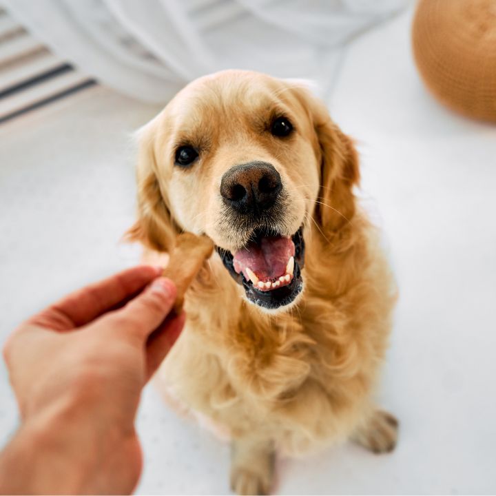 How Much Is Dog Training? Costs for Owners and Aspiring Trainers