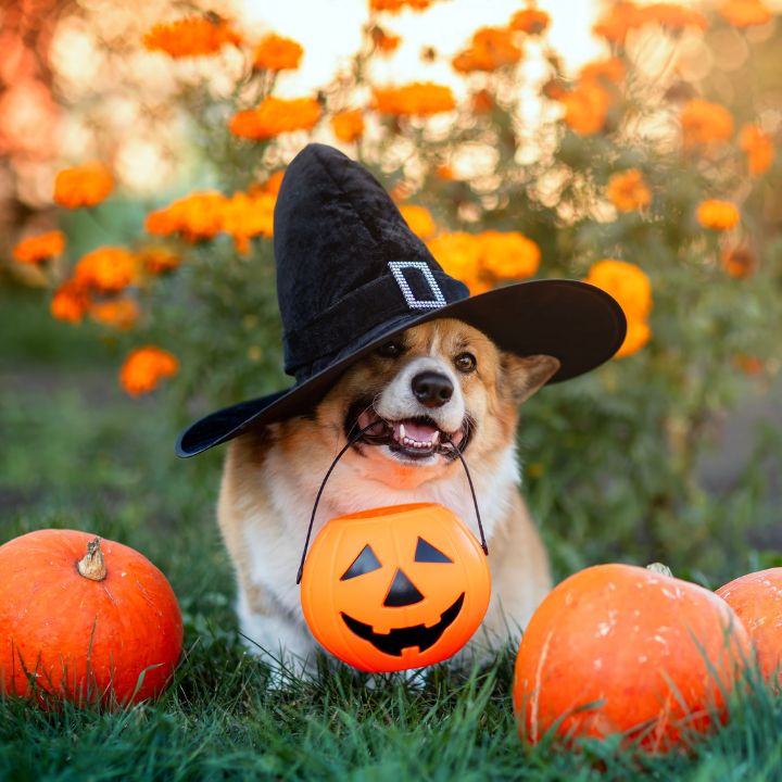 75 Halloween Dog Costumes & Matching Owner Ideas for 2025 - Sniffin' Around